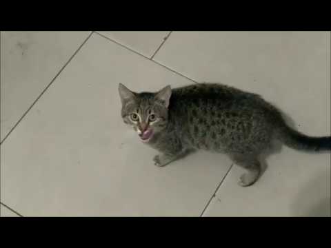 Feeding Homeless Kitten Baku Azerbaijan / Кормлю Бездомного Котенка В Баку Азербайджан