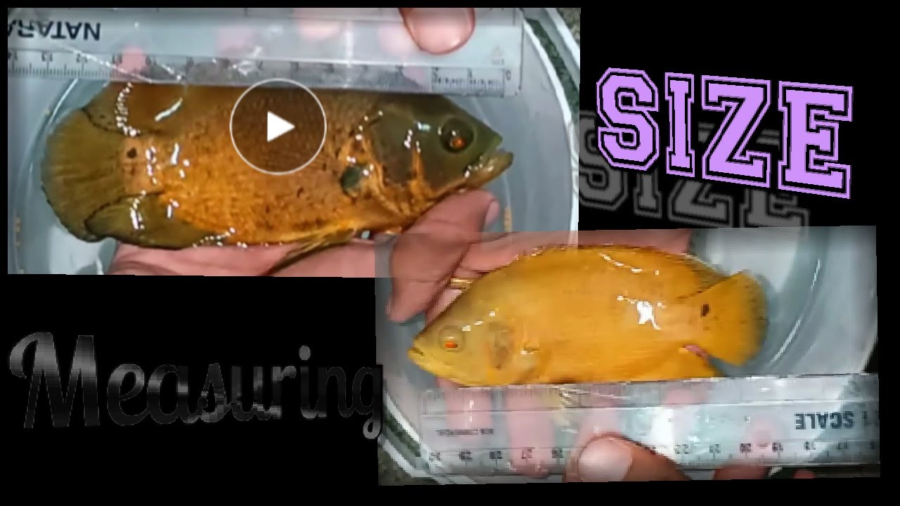 how to measure the size of FISHES with the scale / oscar size maping ...