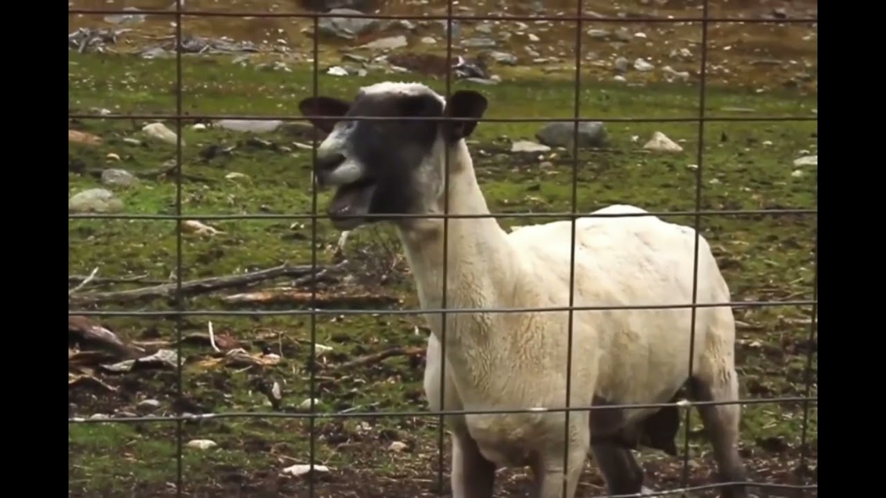 Goat screams meme clip (no copyrights) - YouTube