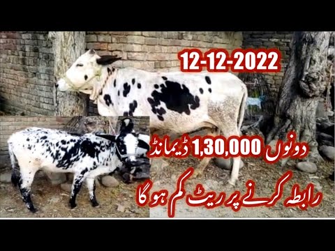 Desi cow for sale 12-12-2022/Umar’s animal diary official - YouTube