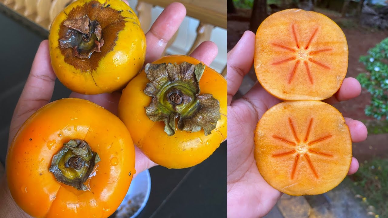 ഈ Fruit നിങ്ങൾക് അറിയോ | Kaka fruit | Kaki fruit | Persimmon Fruit ...