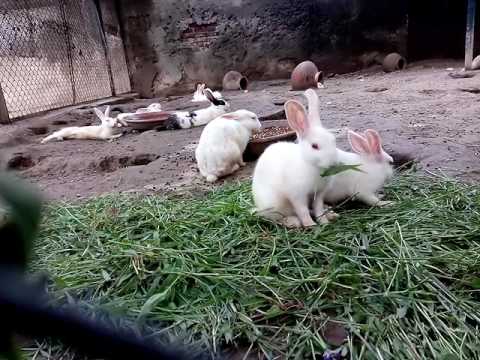 Lahore Zoo Rabbit :P - YouTube