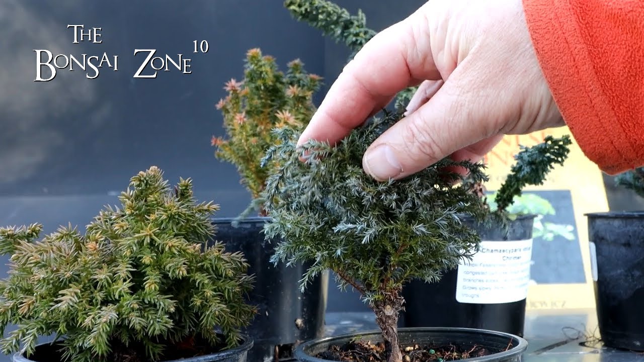 Working on Very Small Trees, Part 1, The Bonsai Zone, Feb 2023 - YouTube