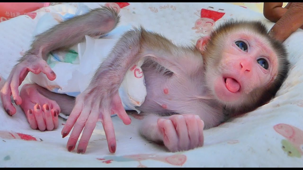 Obedience Baby Bou Bou really best welfare _ My lovely baby really ...