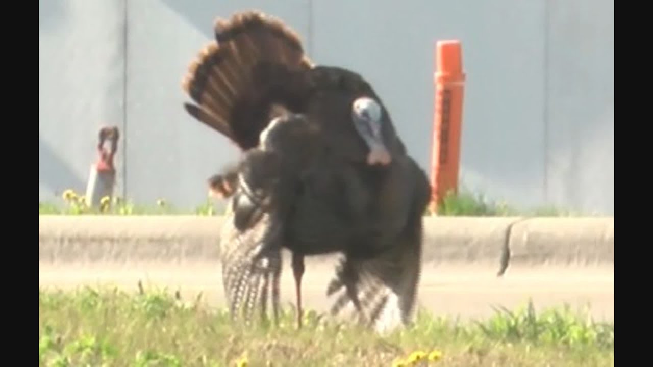 Quirky Turkey Turns Heads, Stops Traffic - YouTube
