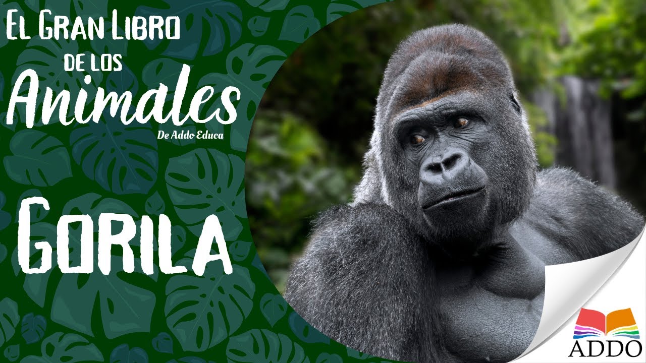 Los GORILAS para NIÑOS Y NIÑAS - YouTube