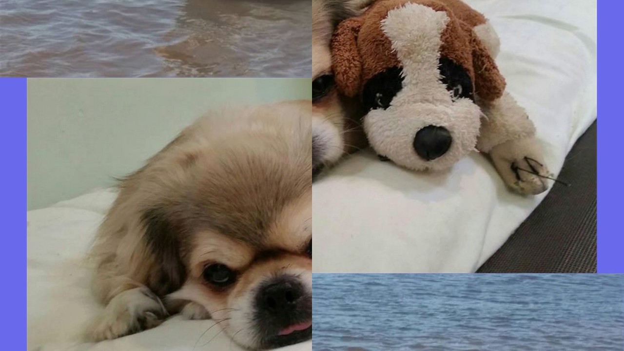 Aussie Tibbies Part 3 - YouTube