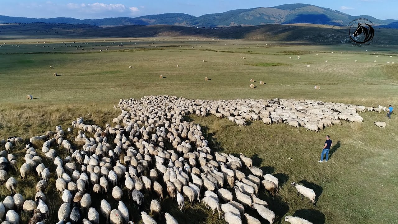 -Od 2000 ovaca i 70 krava Farme Perkan nastaje najbolji Kupreški sir ...