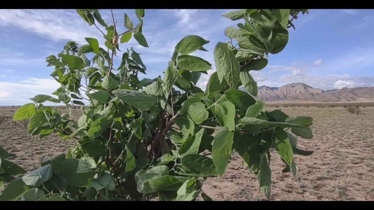 The Apache Treasure : 114 - Dogwood & Apple Trees ... Re-Populating the ...