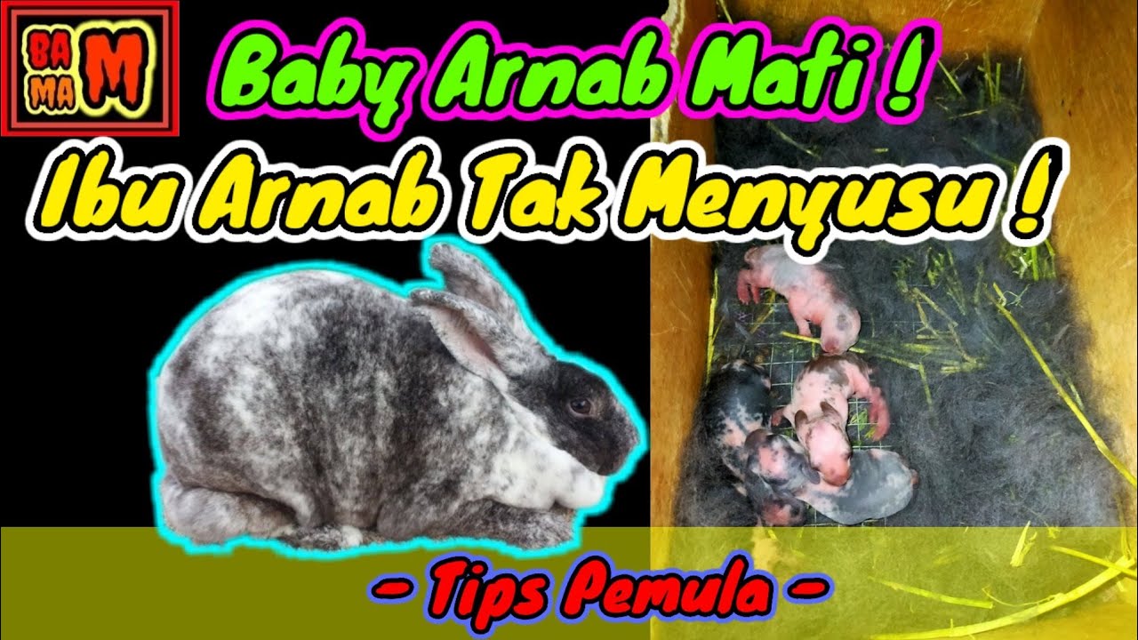 Tips Elak Anak Arnab Mati | Tips Ibu Arnab Tak Bagi Susu | Pemula Arnab - YouTube