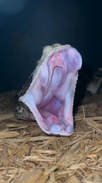 Viper. #funny #comedy - YouTube