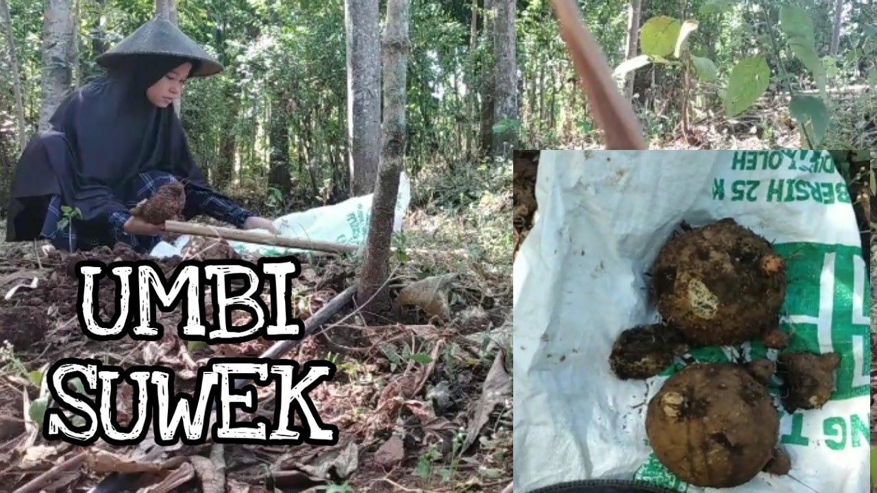 MENCARI BAHAN MAKANAN DI KEBUN || Umbi suwek - YouTube