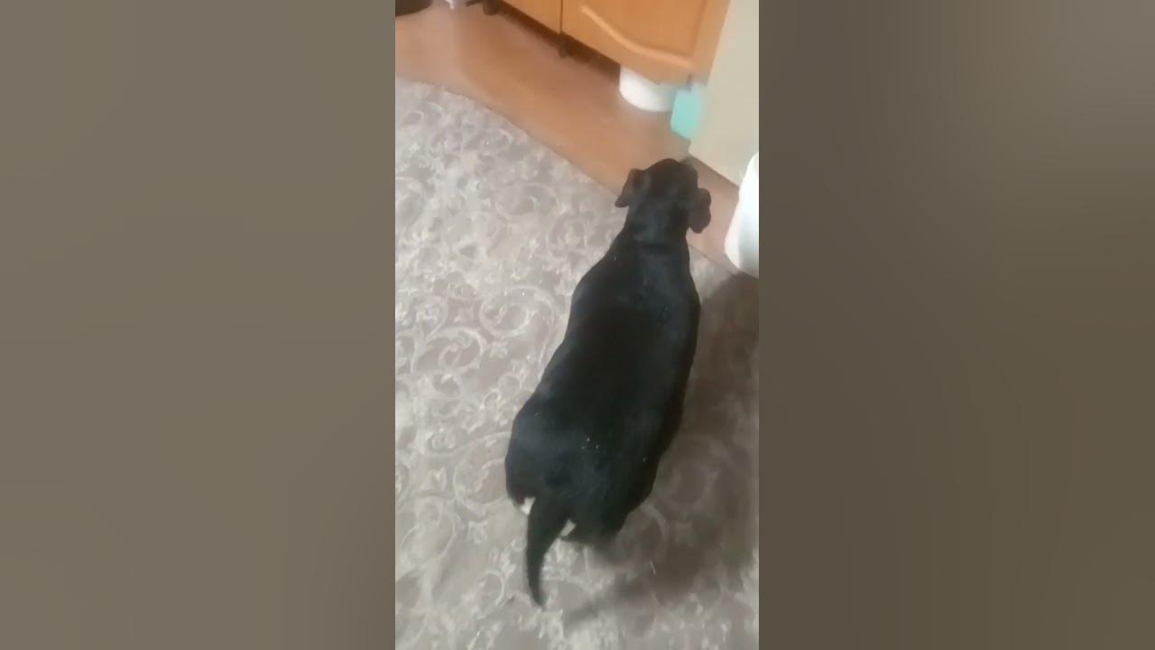 собака 🐕 1 - YouTube
