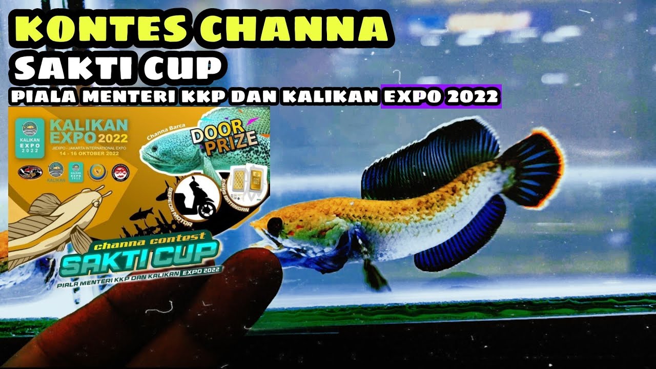 SAKTI CUP || PIALA MENTERI KKP DAN KALIKAN EXPO 2022 || KONTES ...