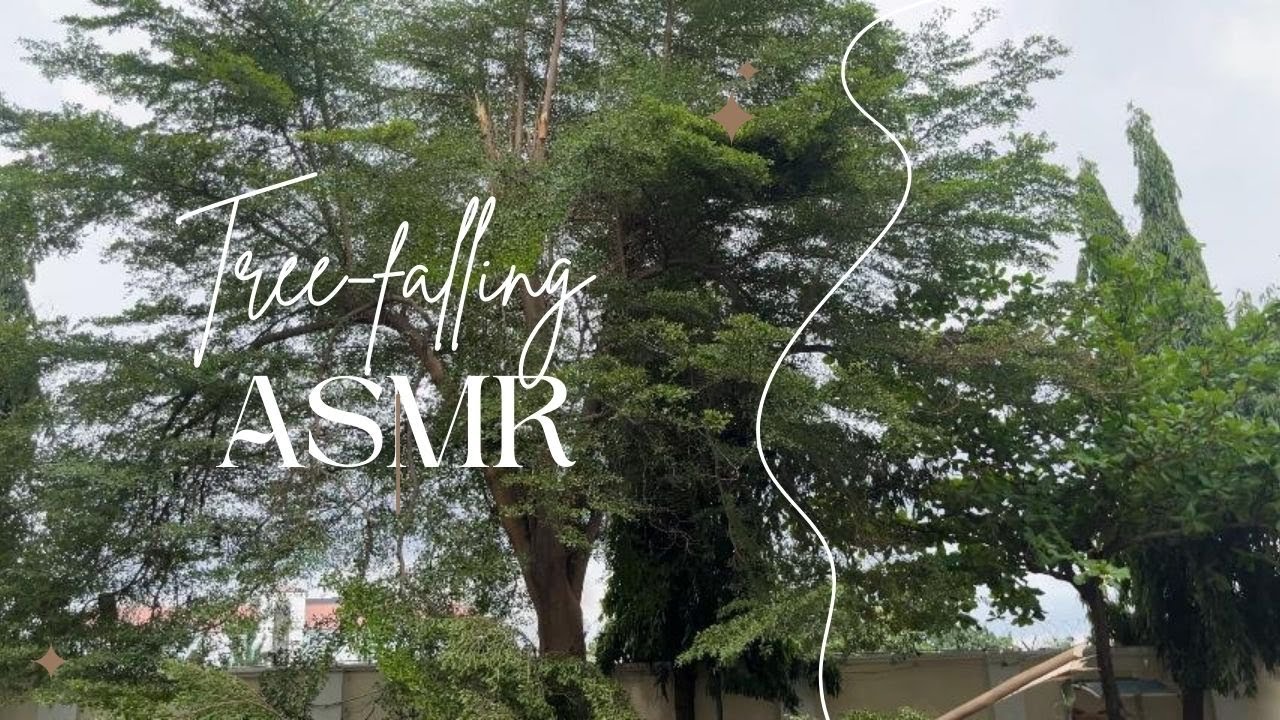 Tree Falling ASMR - Cutting down a 15- year old tree - YouTube