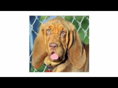 Bloodhound Training Tips - YouTube