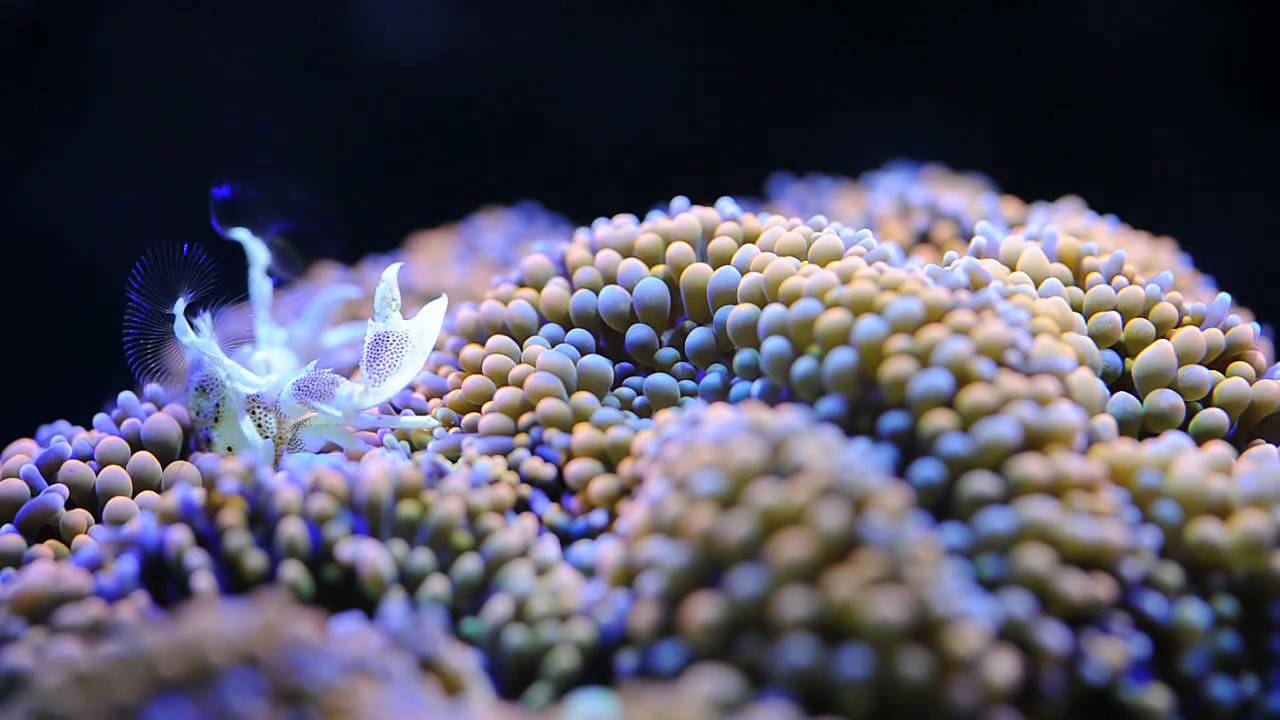 TrueLumen LED Strips 453nm Blue & 12,000K White over marine aquarium ...