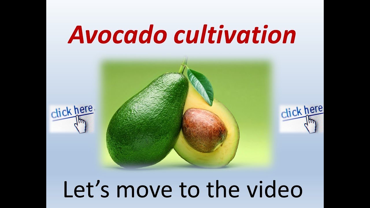 Avocado cultivation in SriLanka - YouTube