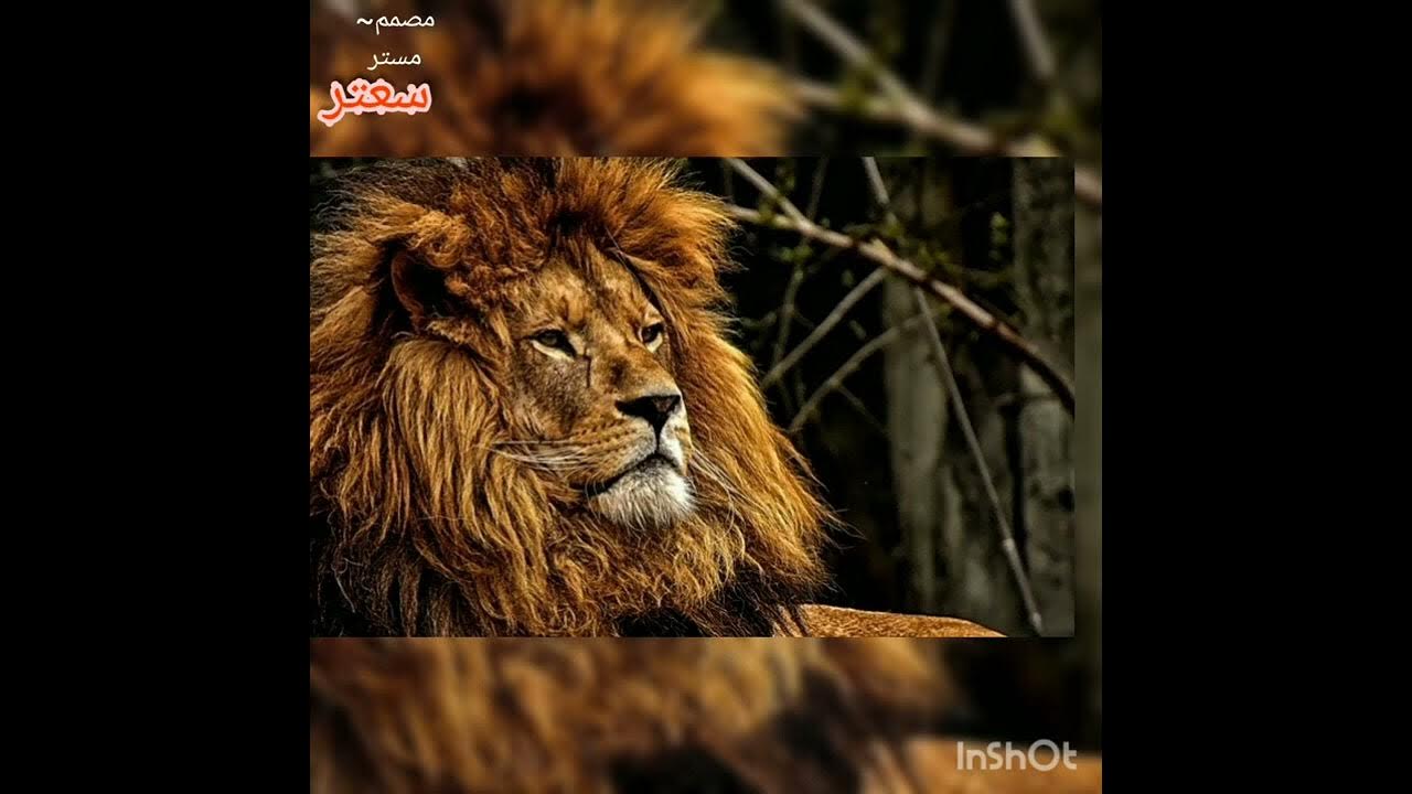 صوت زئير الأسد. - YouTube