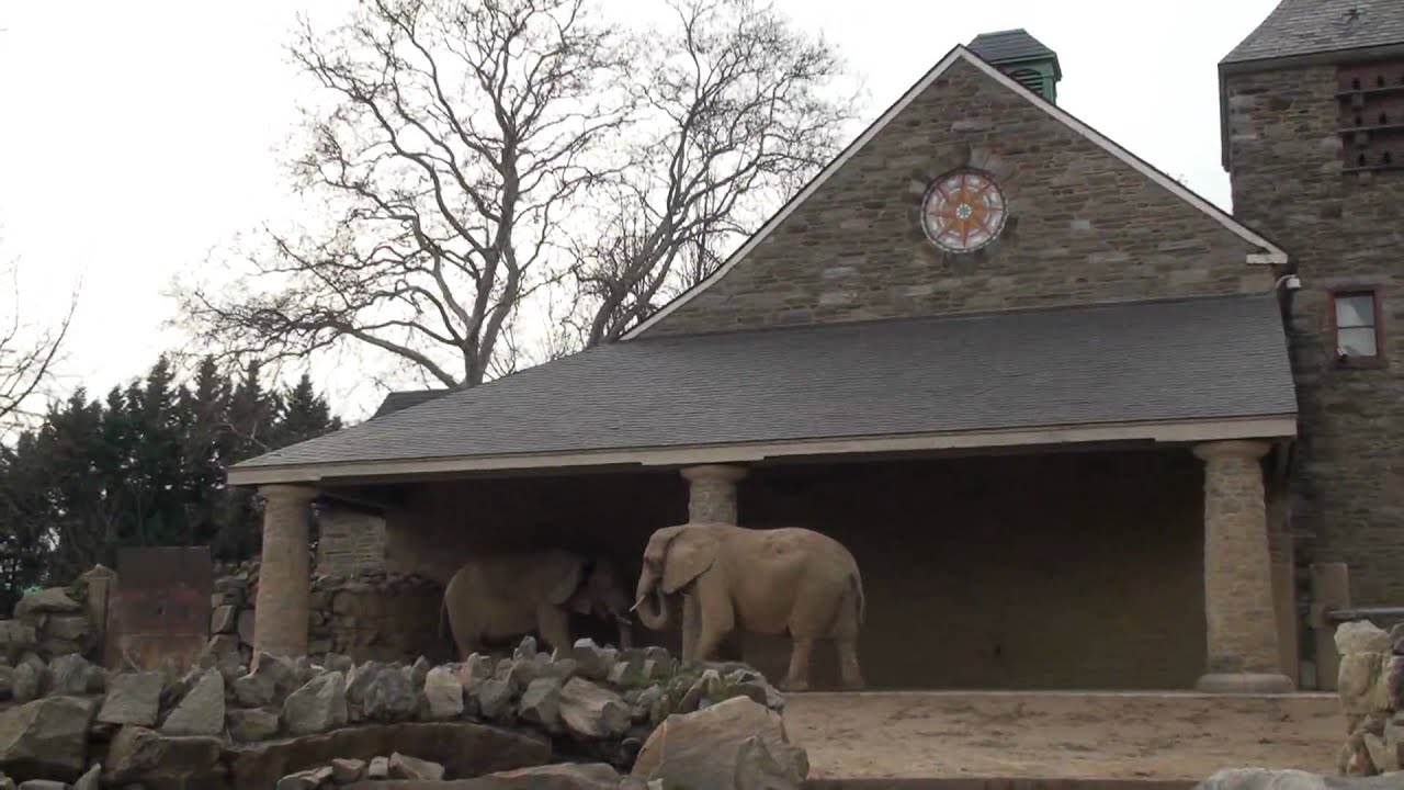 Philadelphia Zoo Elephants Outside in December 2 - YouTube
