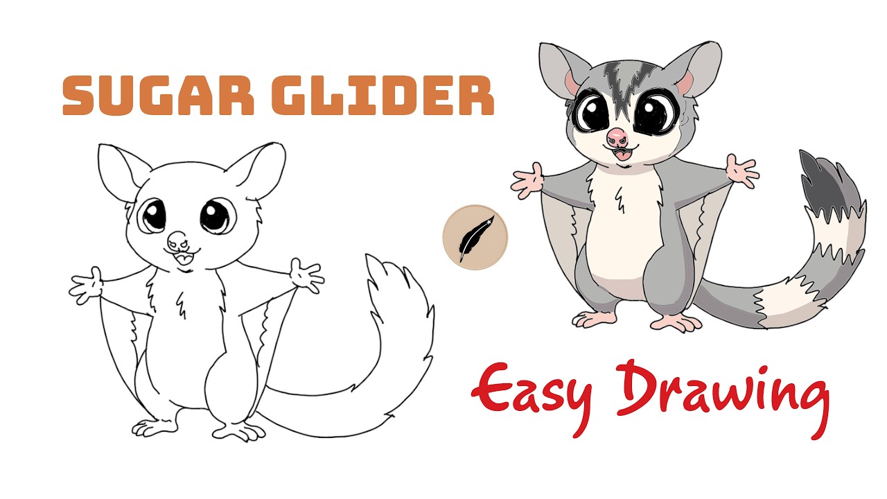 Sugar Glider Cute Drawing