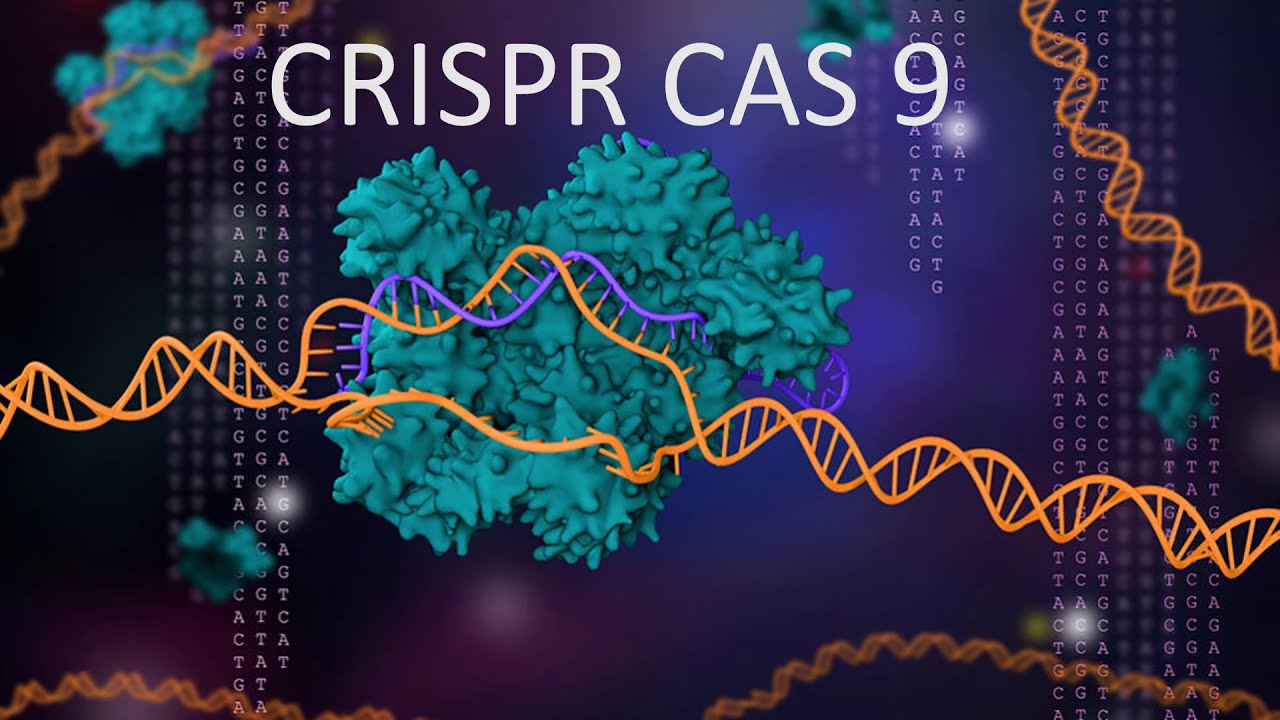 CRISPR CAS9 : An Acquired immune system of bacteria explained - YouTube