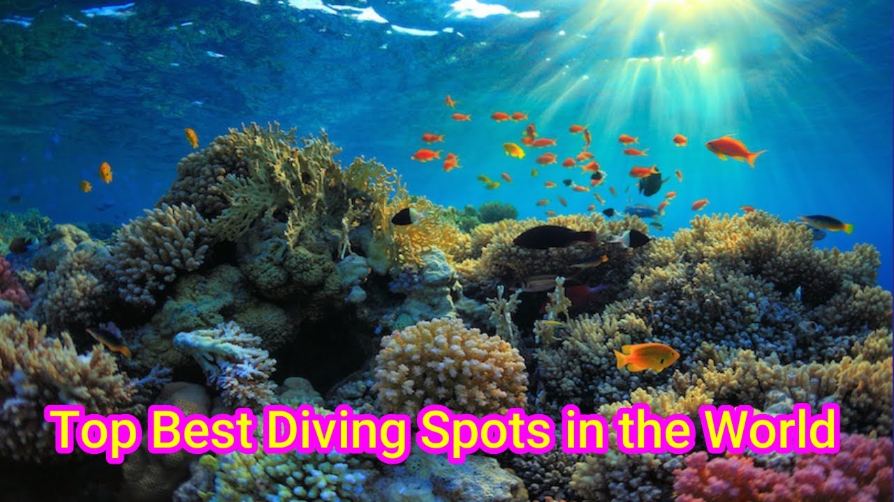 Top 10 Best Dive Spots in the World - YouTube