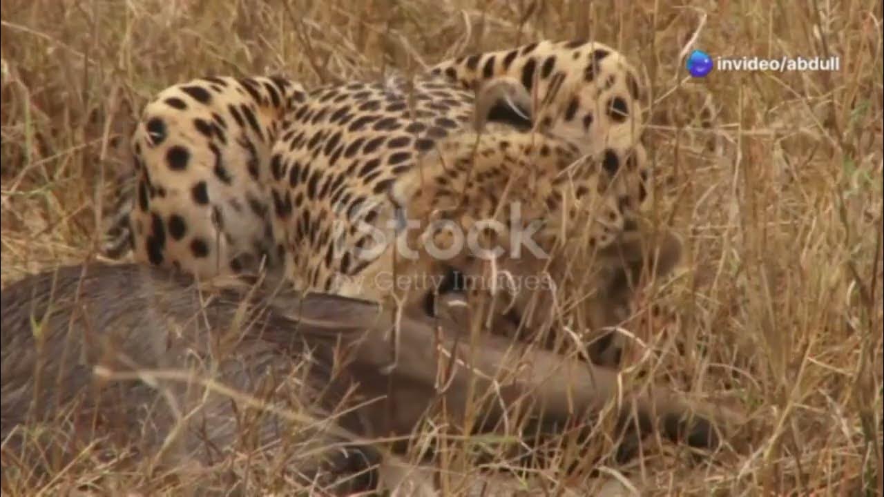 "Lion vs Cheetah: Who Will Win?" - YouTube