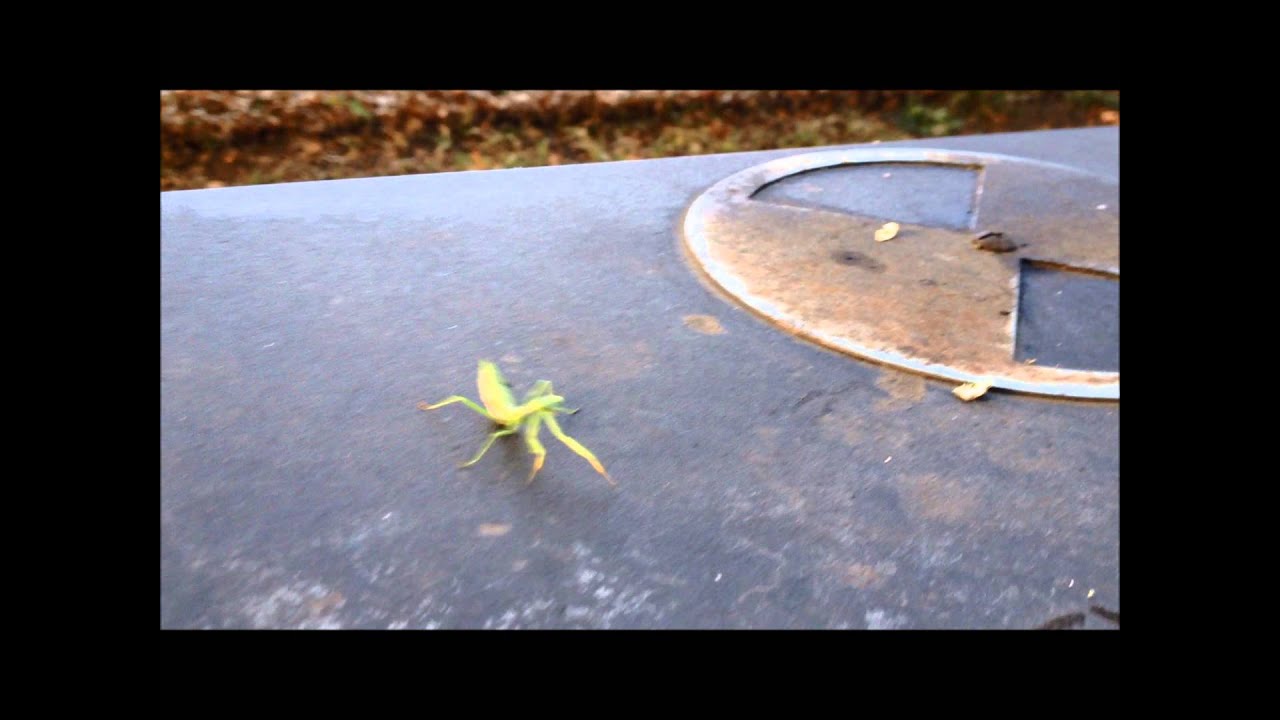 Alien in my Backyard - YouTube