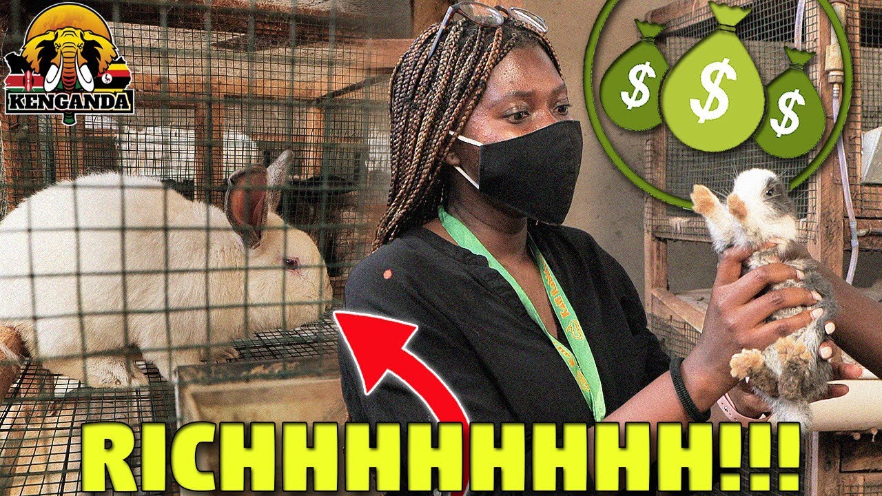 Rabbitry is The Best Way For You To Get Rich In UGANDA...AND HERE IS ...