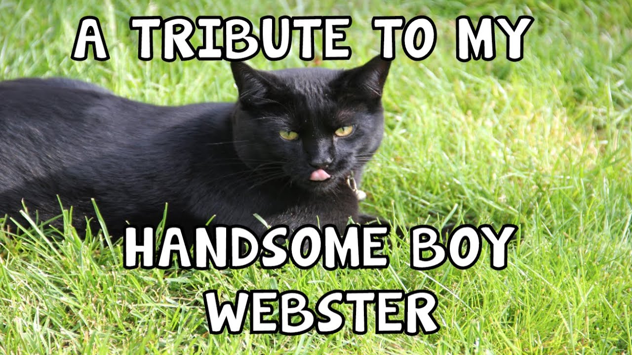 CAT│RIP│FAMILY│PHOTOS - YouTube