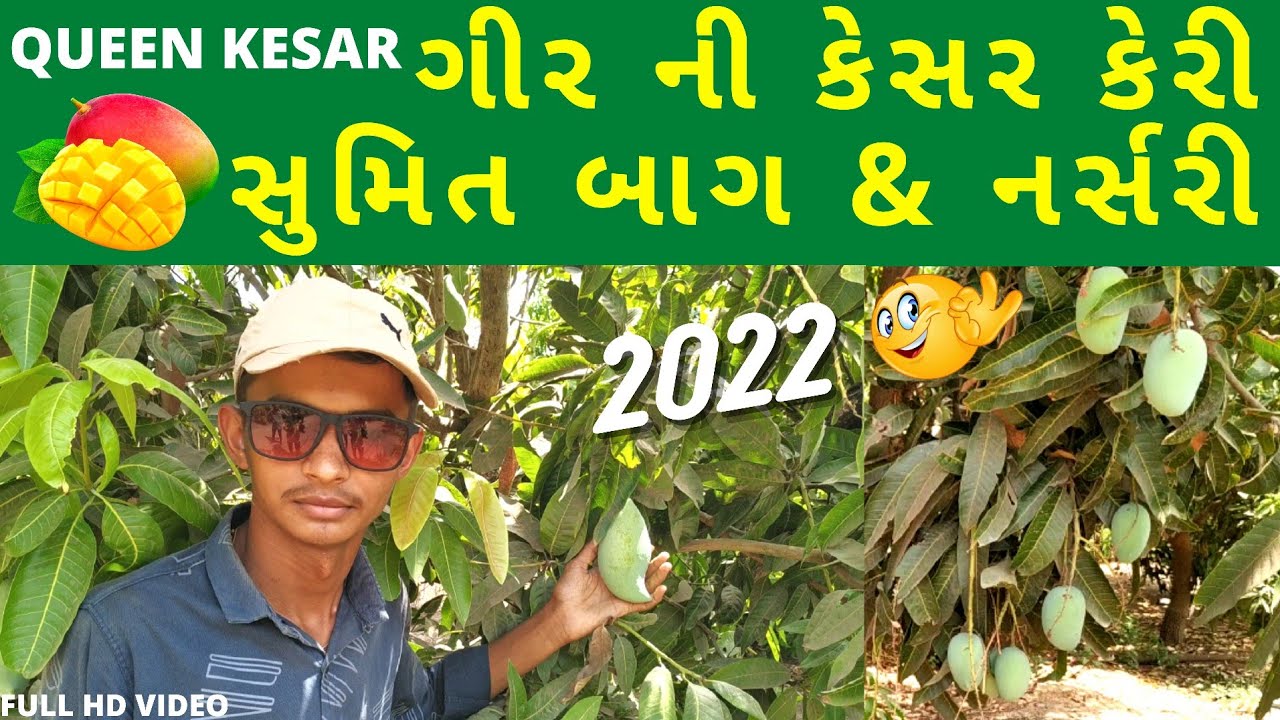 😱એકજ આંબા પર 5 અલગ પ્રકાર ની કેરી🥭 | Sasan Gir Kesar Keri 2022 | Talala ...
