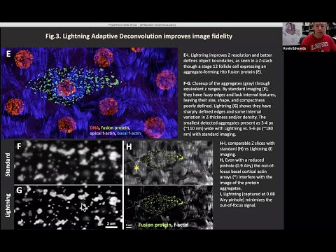 Multiple Imaging Modes for Enhanced Analysis of Drosophila Cells with the Leica SP8 Confocal System