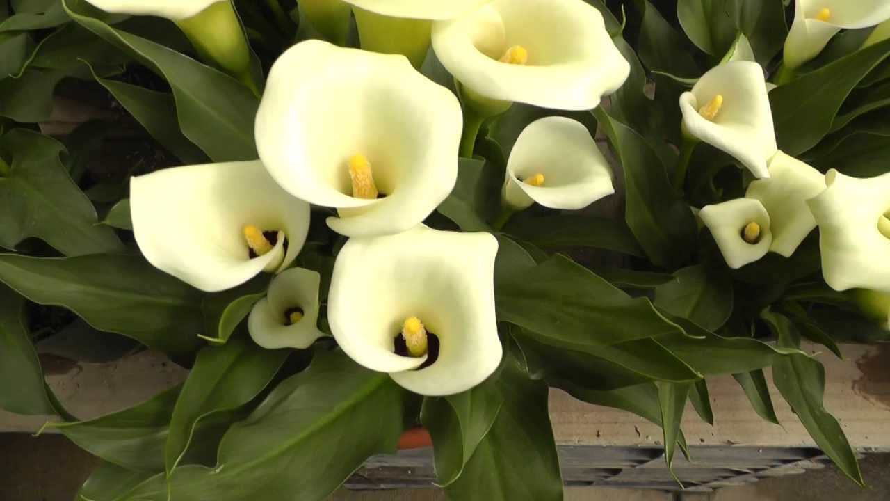 Calla Lily "Ice Dancer" - White Calla Lilies - YouTube