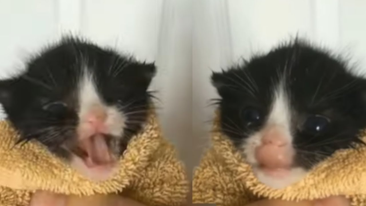 New Cat Trend Ft. cat go ahh #shorts - YouTube