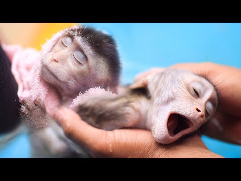 Adorable Baby Monkey JoJo take Bath In pool and fall sleep