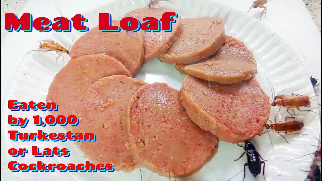 Meat Loaf Eaten by 1,000 Turkestan or Lats Cockroaches Time-lapse - YouTube