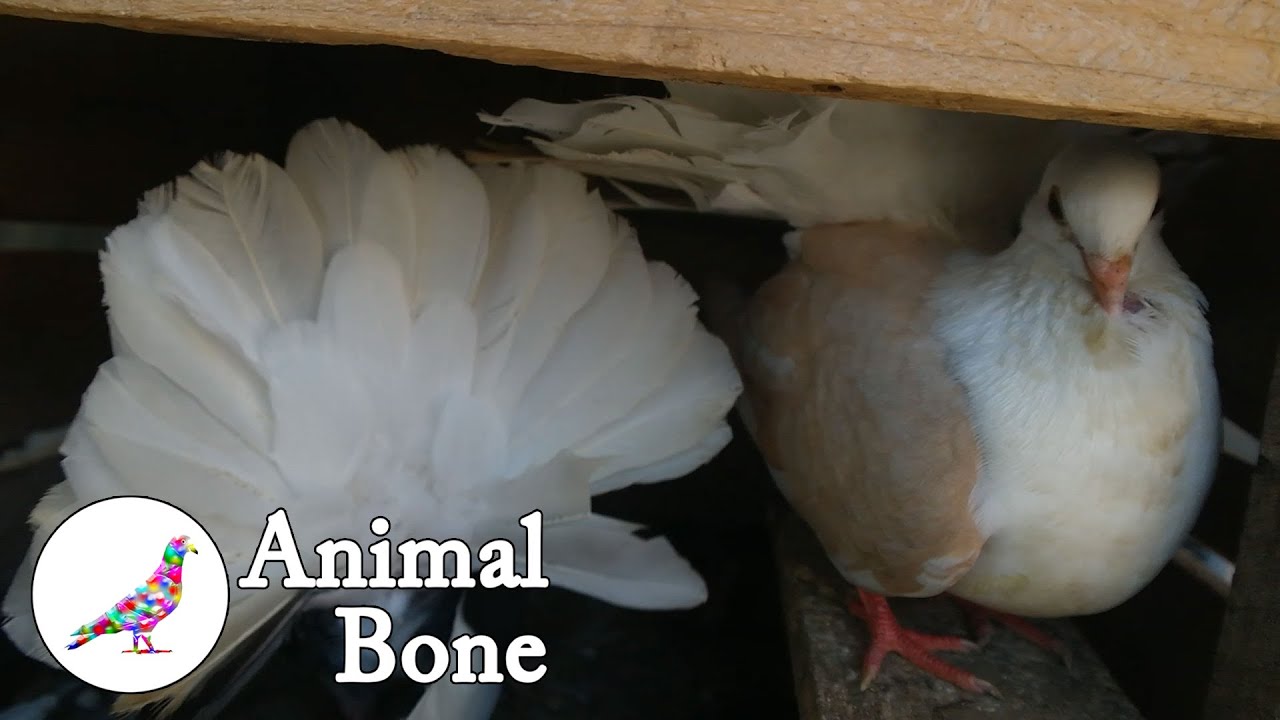 Protective mother spotted dove | Mourning Dove and Mate Hatch Eggs ...