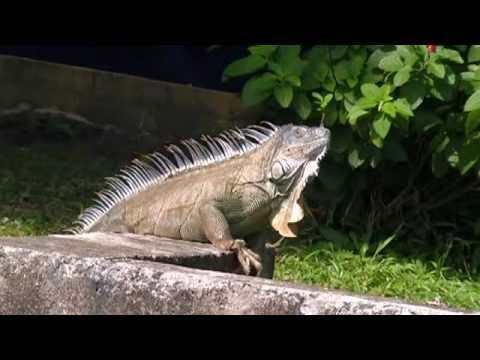 "Chicken of the Tree" AKA as "Leaping Lizard" - YouTube