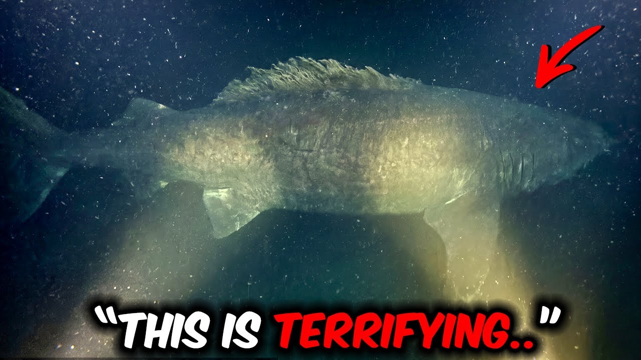 Scientists Caught Footage of New Giant Shark Species In The Hadal Zone ...