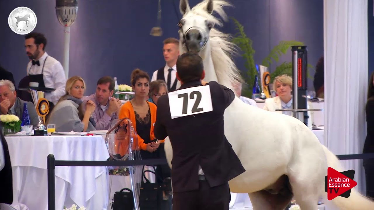 N.72 BASHIR AL RAYYAN - SEWC 2017 - Stallions (Class 5B) - YouTube
