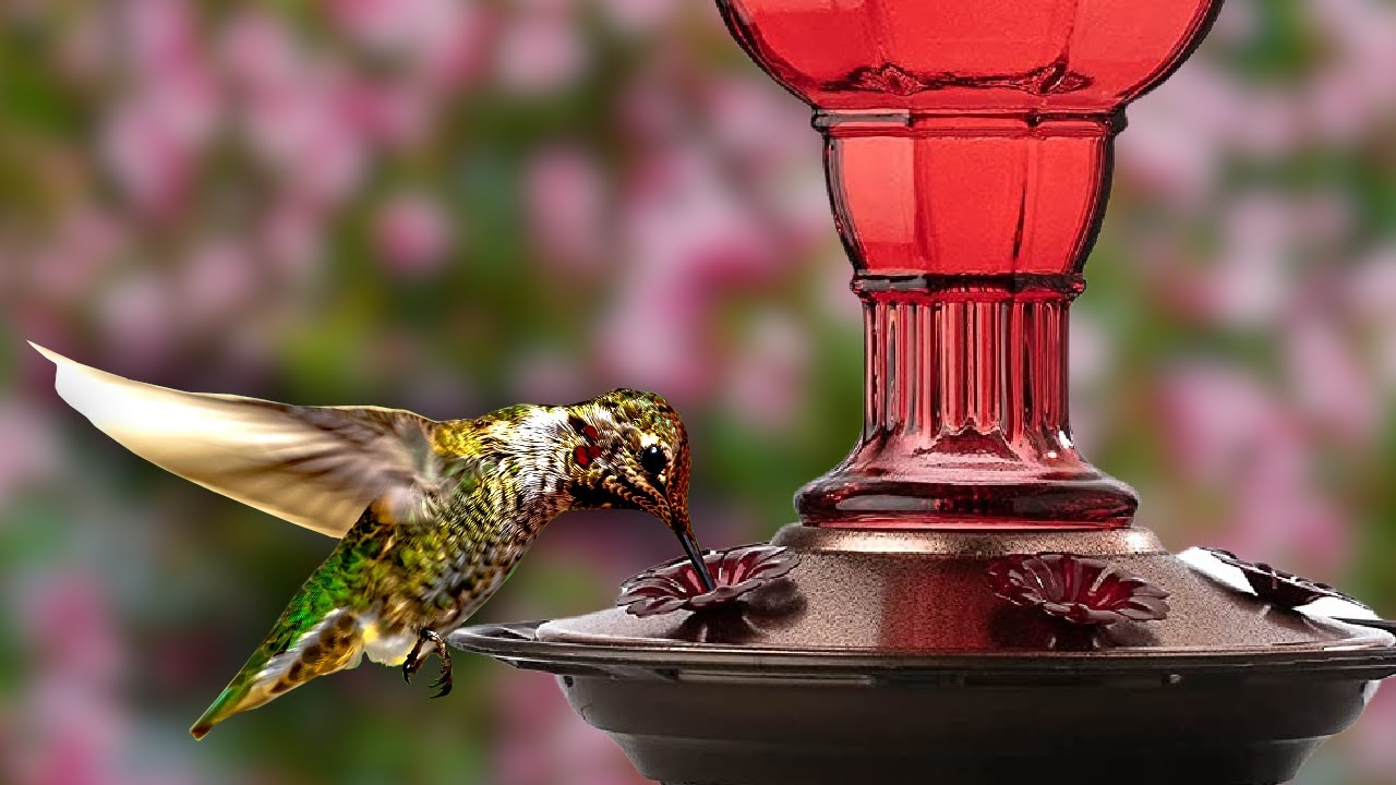 1 Hour of Hummingbirds + Forest Sounds - YouTube