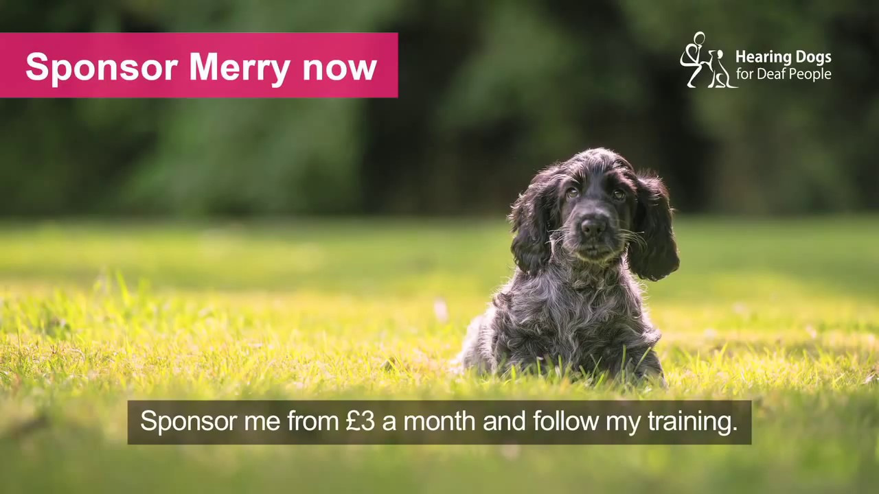 Gorgeous 8 week old cocker spaniel puppy - YouTube