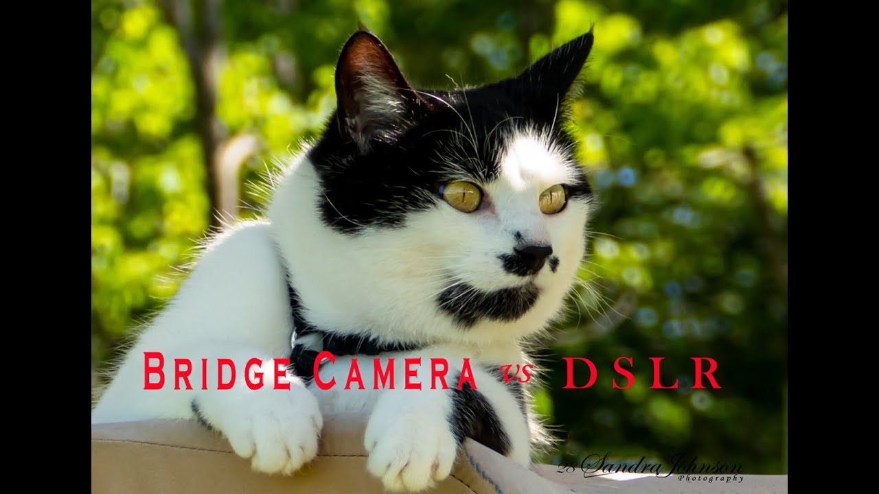 Bridge Camera vs DSLR Camera - YouTube