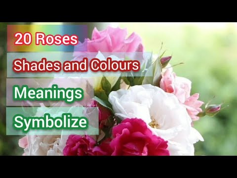 20 Roses Meanings and Symbols | Importance of 20 types of Roses | Roses ...