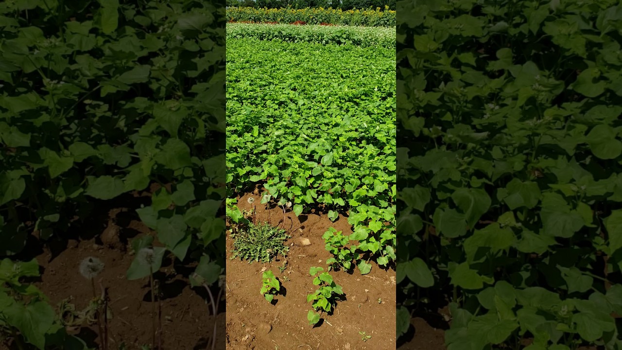 you pick farm montage I think. - YouTube