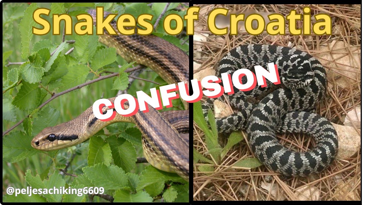 Snakes of Croatia ZMIJE HRVATSKE part 2 - YouTube
