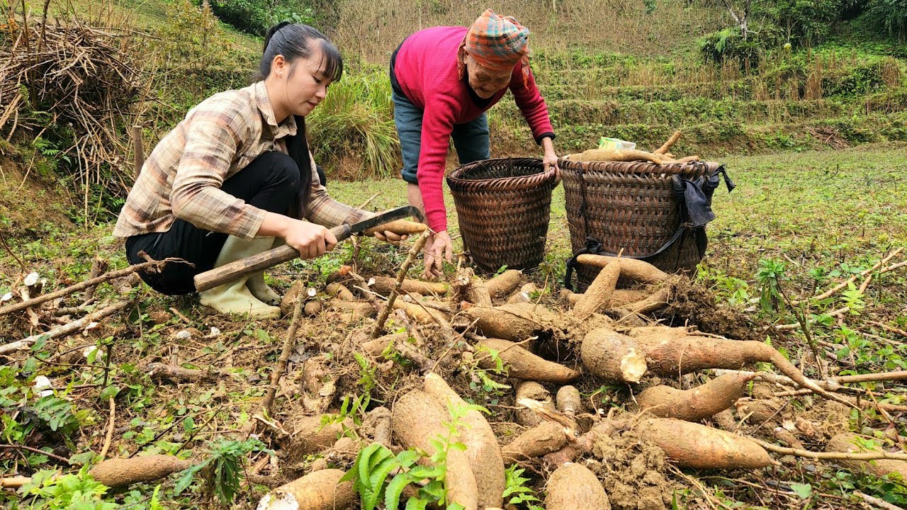 Help grandparents harvest potatoes for pigs. Catching piglets to raise ...