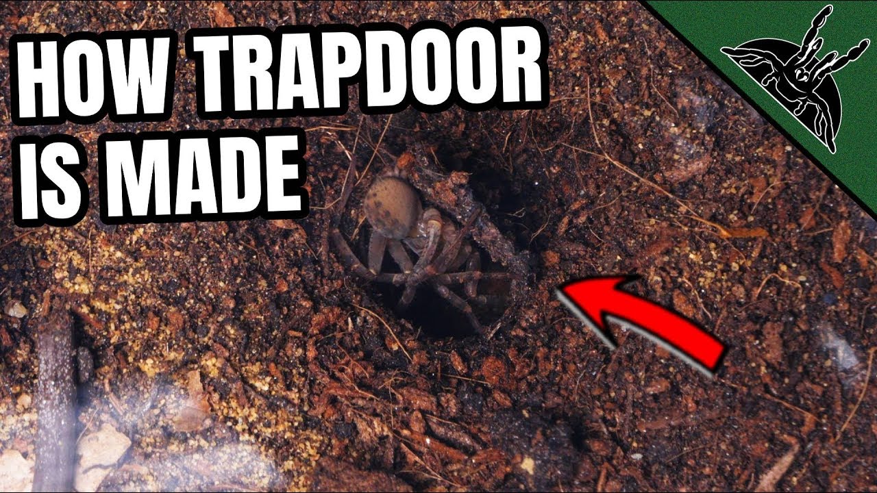 TRAPDOOR SPIDER making a TRAPDOOR - uncut - YouTube