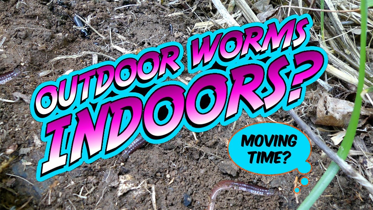 Should You Bring OUTDOOR WORMS, To An INDOOR WORM FARM? - YouTube